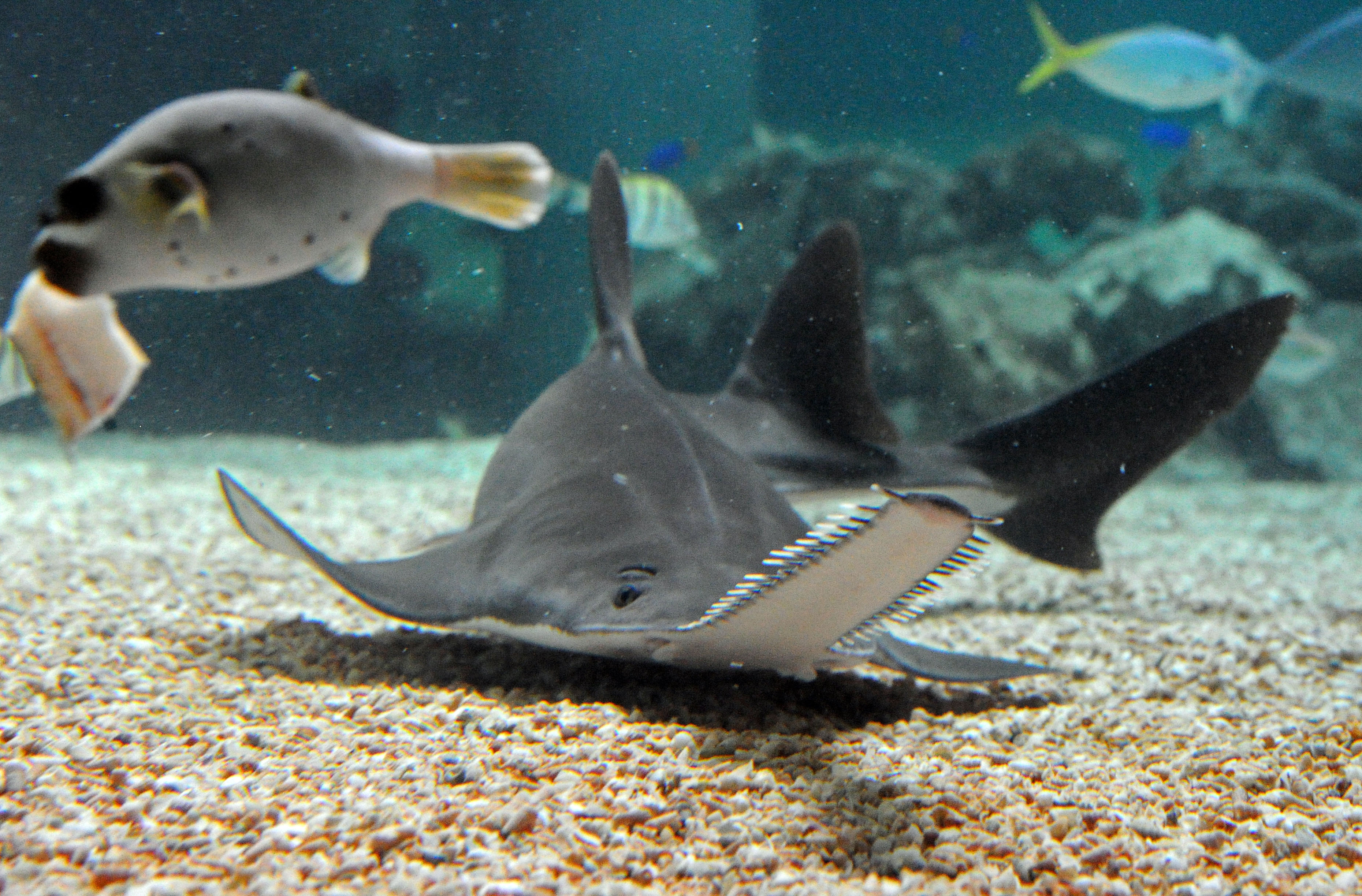 Fla Biologists Hunt Sawfish 13wmaz