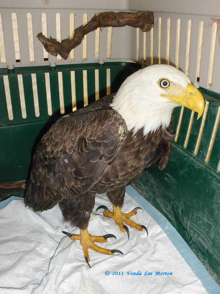 Discovery of 13 dead bald eagles in Md. sparks federal investigation ...