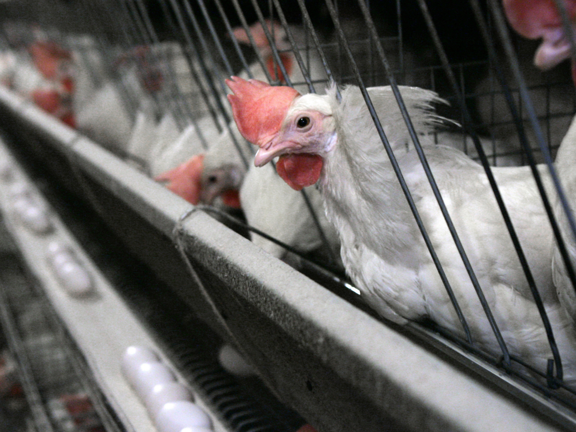 PETA member wants roadside memorial for chickens | 13wmaz.com