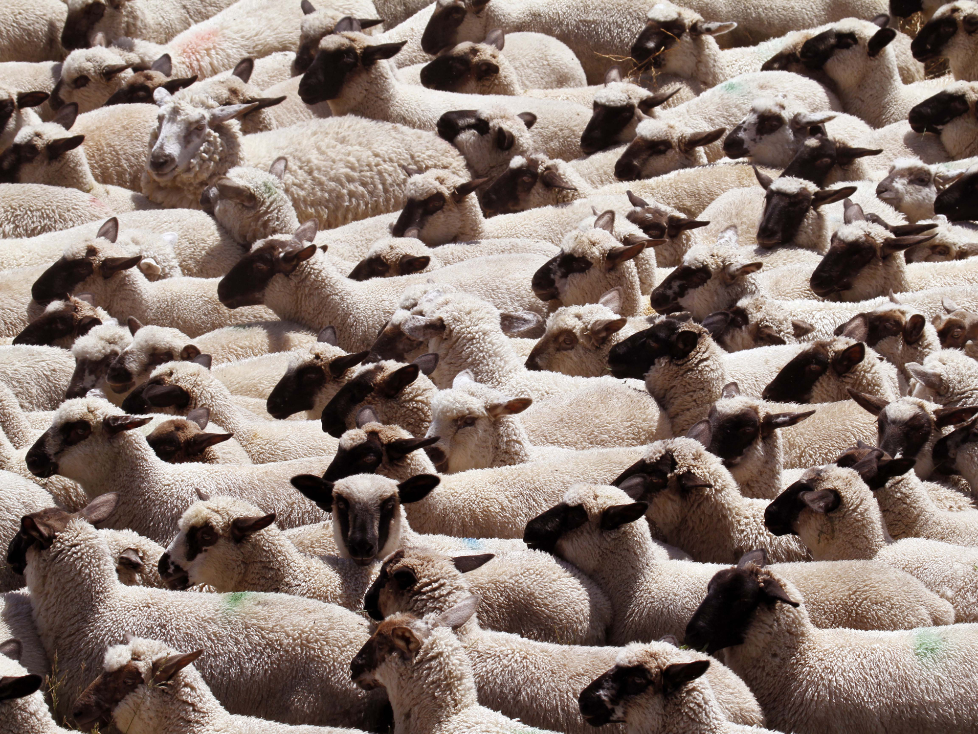 Ireland needs shaggy sheep for 'shearing Olympics' | 13wmaz.com
