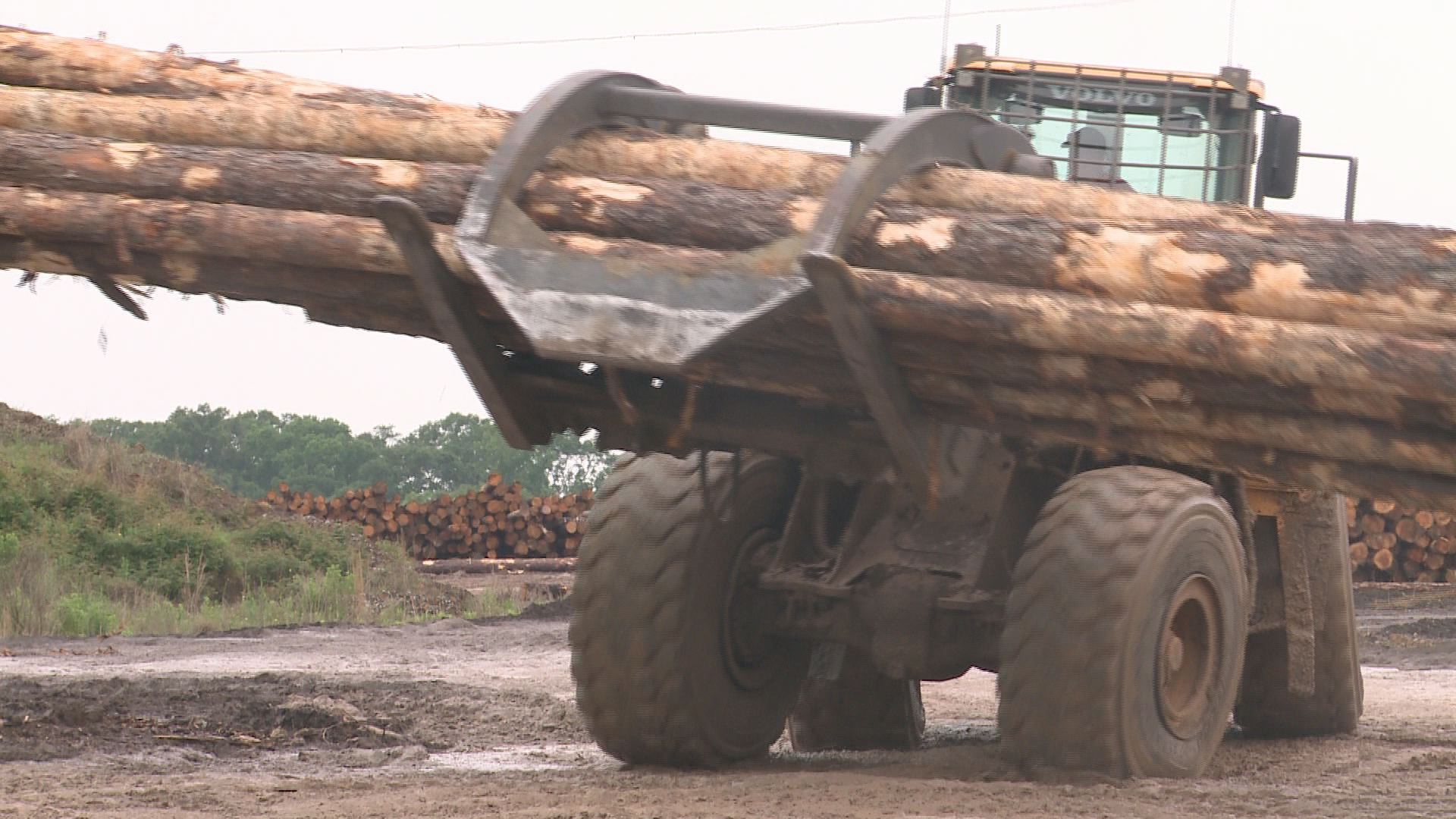 Root to harvest and mill: Georgia's forestry industry | 13wmaz.com