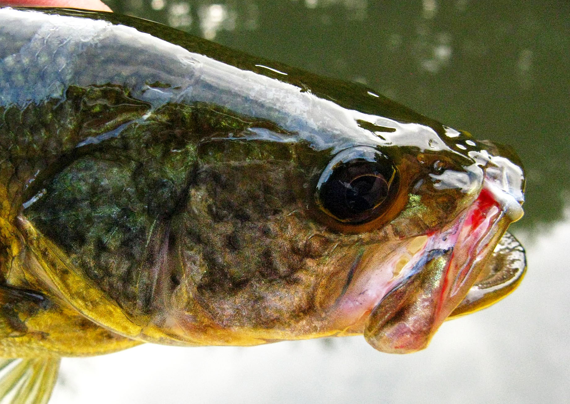 Free fishing day June 7th and 14th | 13wmaz.com