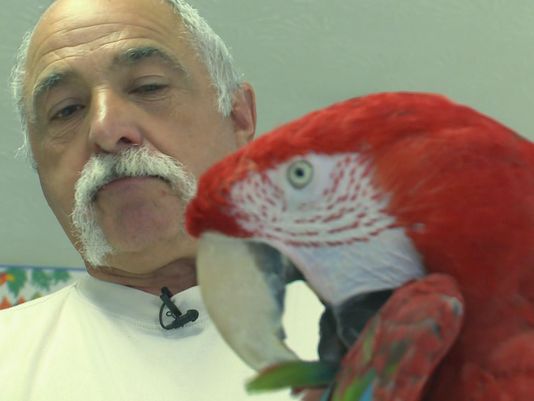 Parrot teacher brings rescue birds to classrooms | 13wmaz.com