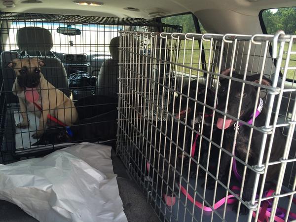 Actress Pam Grier helps rescue pups in Macon | 13wmaz.com
