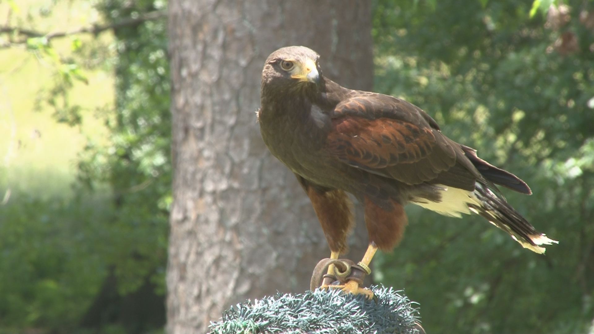 Birds of prey take to the skies in Macon | 13wmaz.com