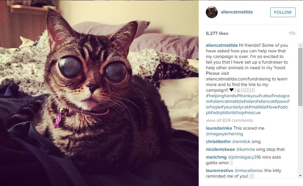 Matilda, the cat with 'alien' eyes, will melt your heart | 13wmaz.com