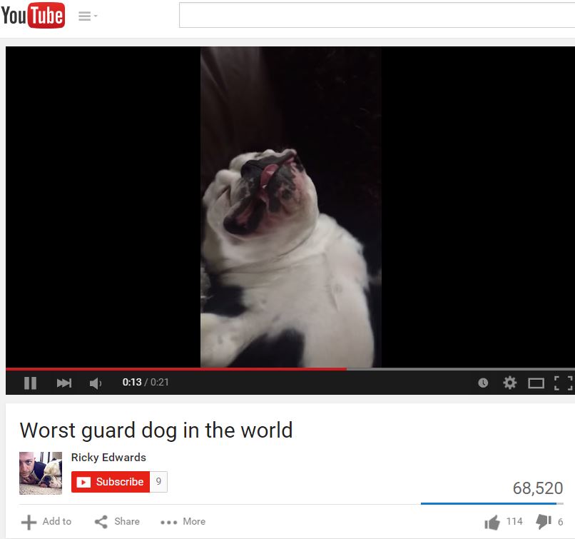WATCH: World's worst guard dog falls asleep on the job | 13wmaz.com