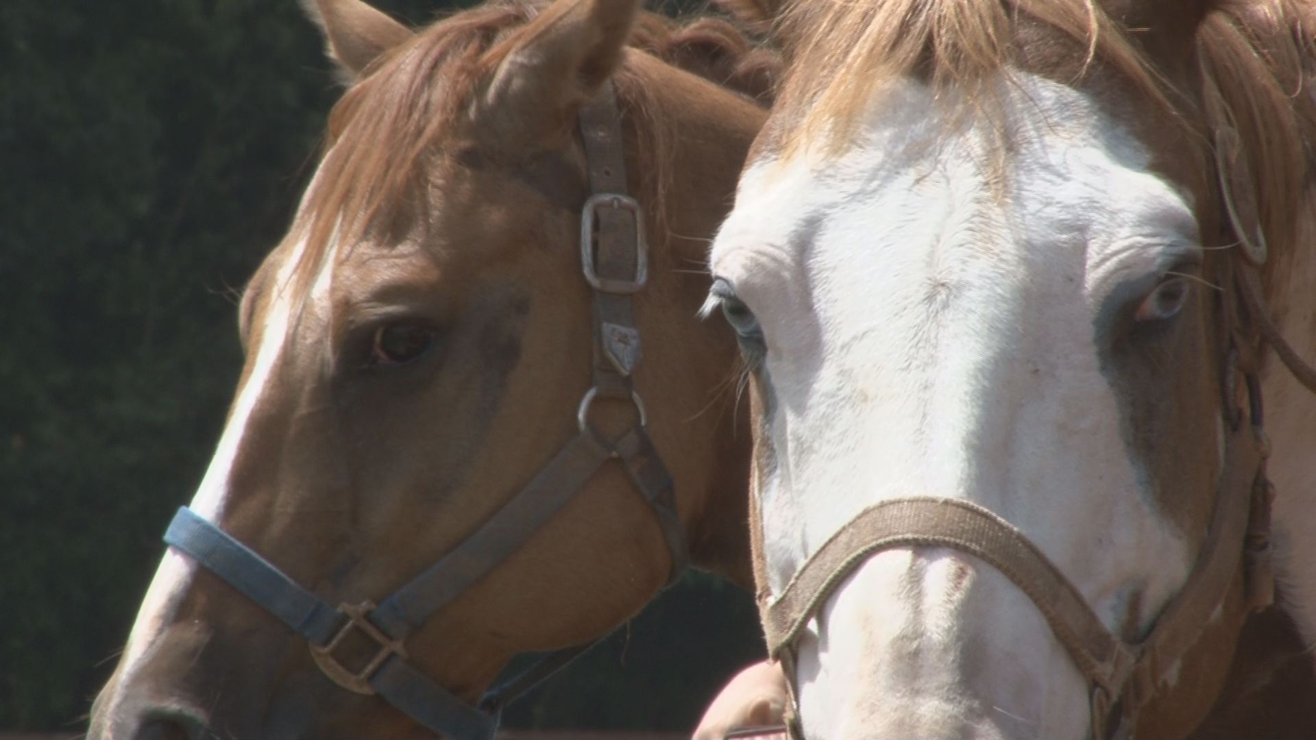 Junior Journalist Family Day Trip: Southern Cross Ranch | 13wmaz.com