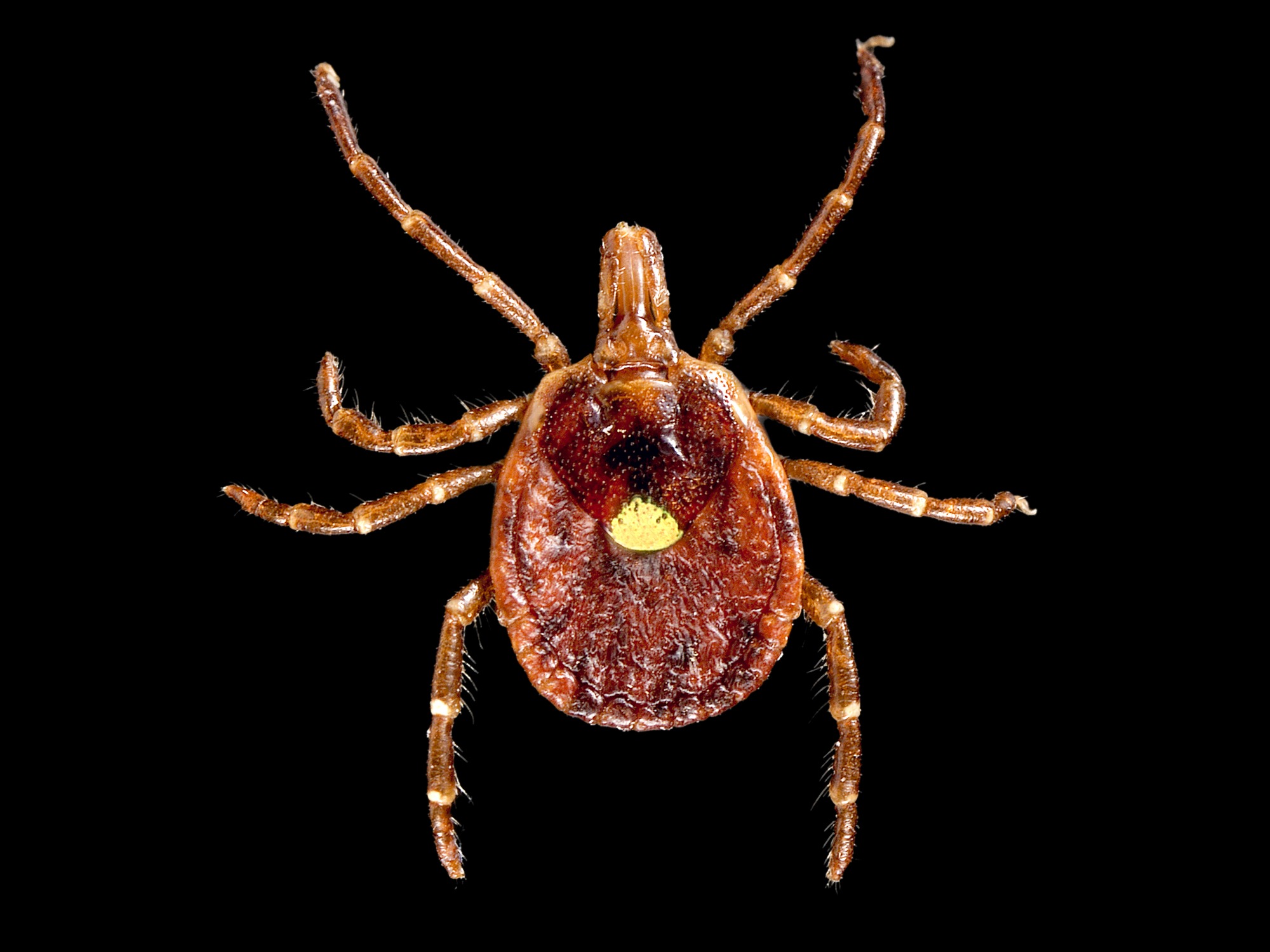 When Lyme disease isn't caught early, the fallout can be scary | 13wmaz.com