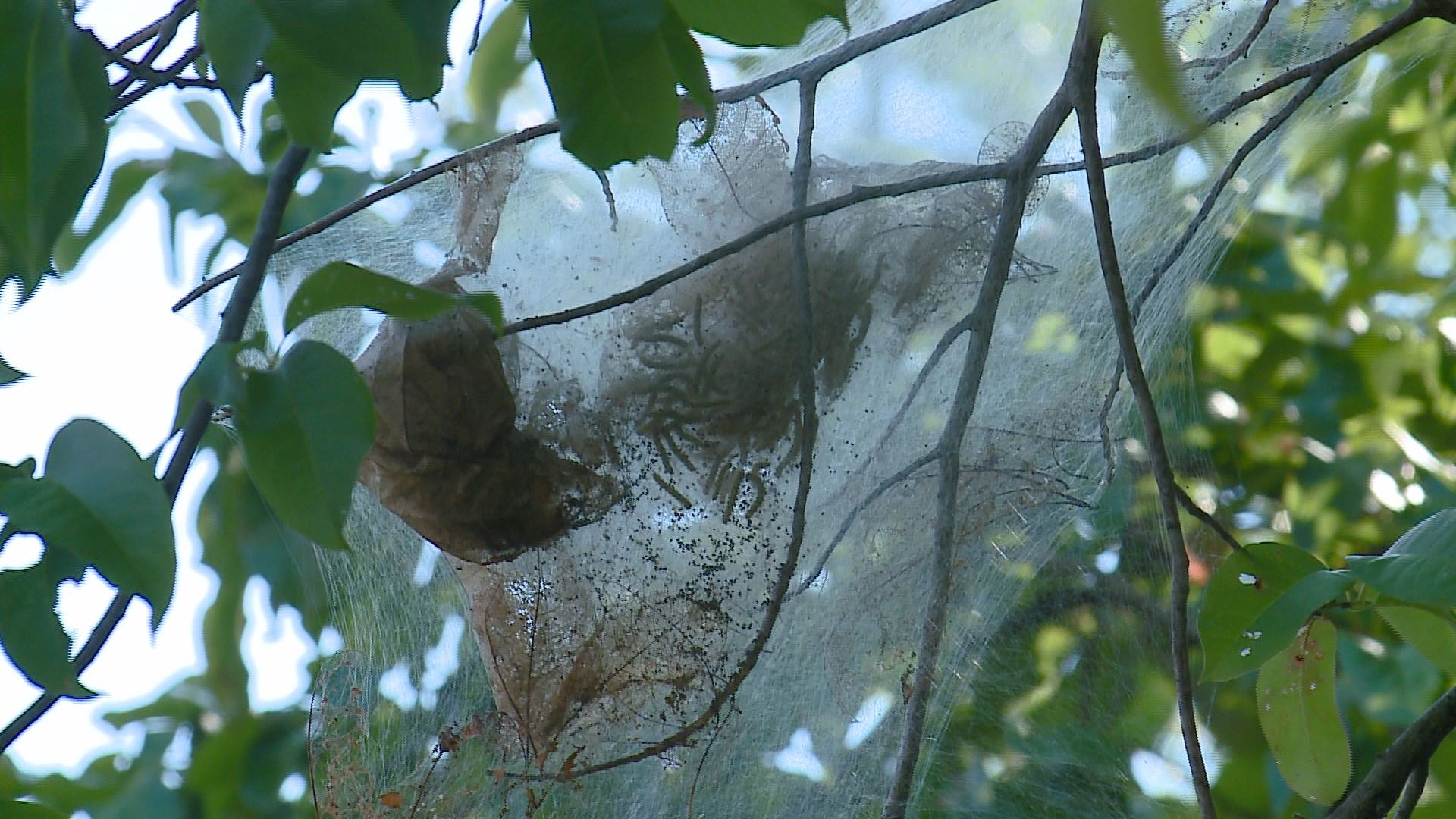 What is that cobweb in my tree? | 13wmaz.com