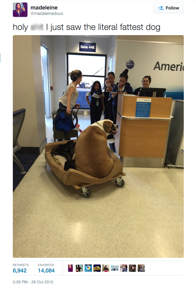 This massive dog flew in first class on American Airlines — here's why ...