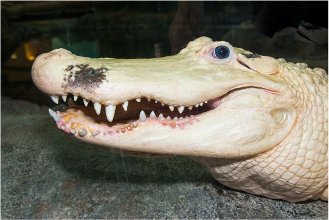 Rare alligator from Texas zoo on the move | 13wmaz.com