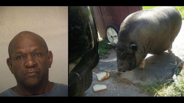 Should a man have been arrested for trying to slaughter a pig? | 13wmaz.com