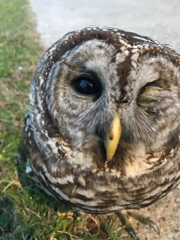 Perry police officers rescue baby owl | 13wmaz.com