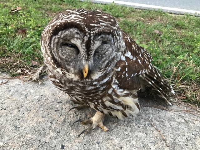 Perry police officers rescue baby owl | 13wmaz.com