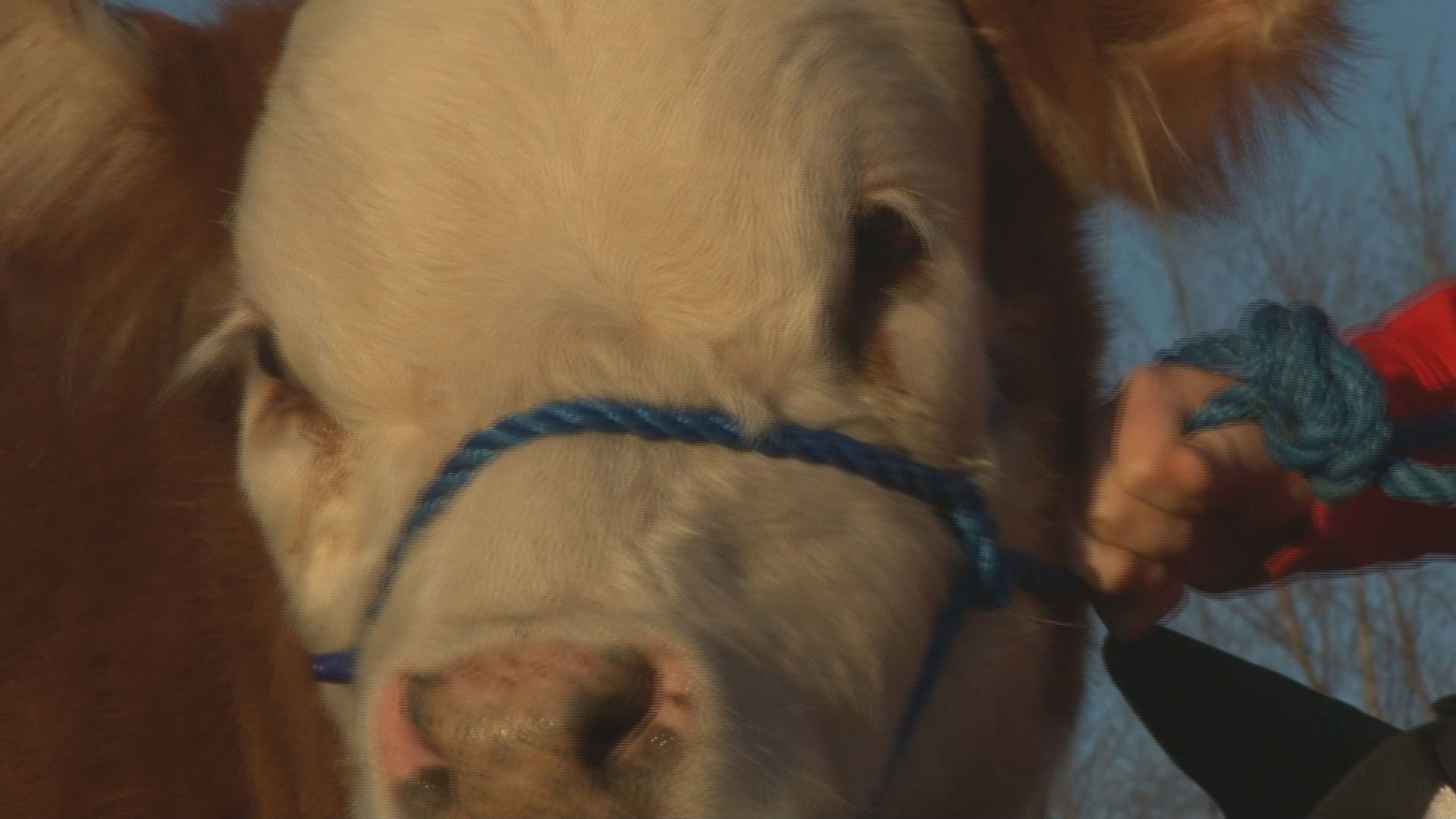 Everyday Olympians: Boy and his cow overcome disabilities to win blue ...