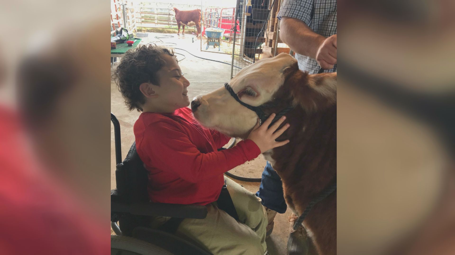 Everyday Olympians: Boy and his cow overcome disabilities to win blue ...