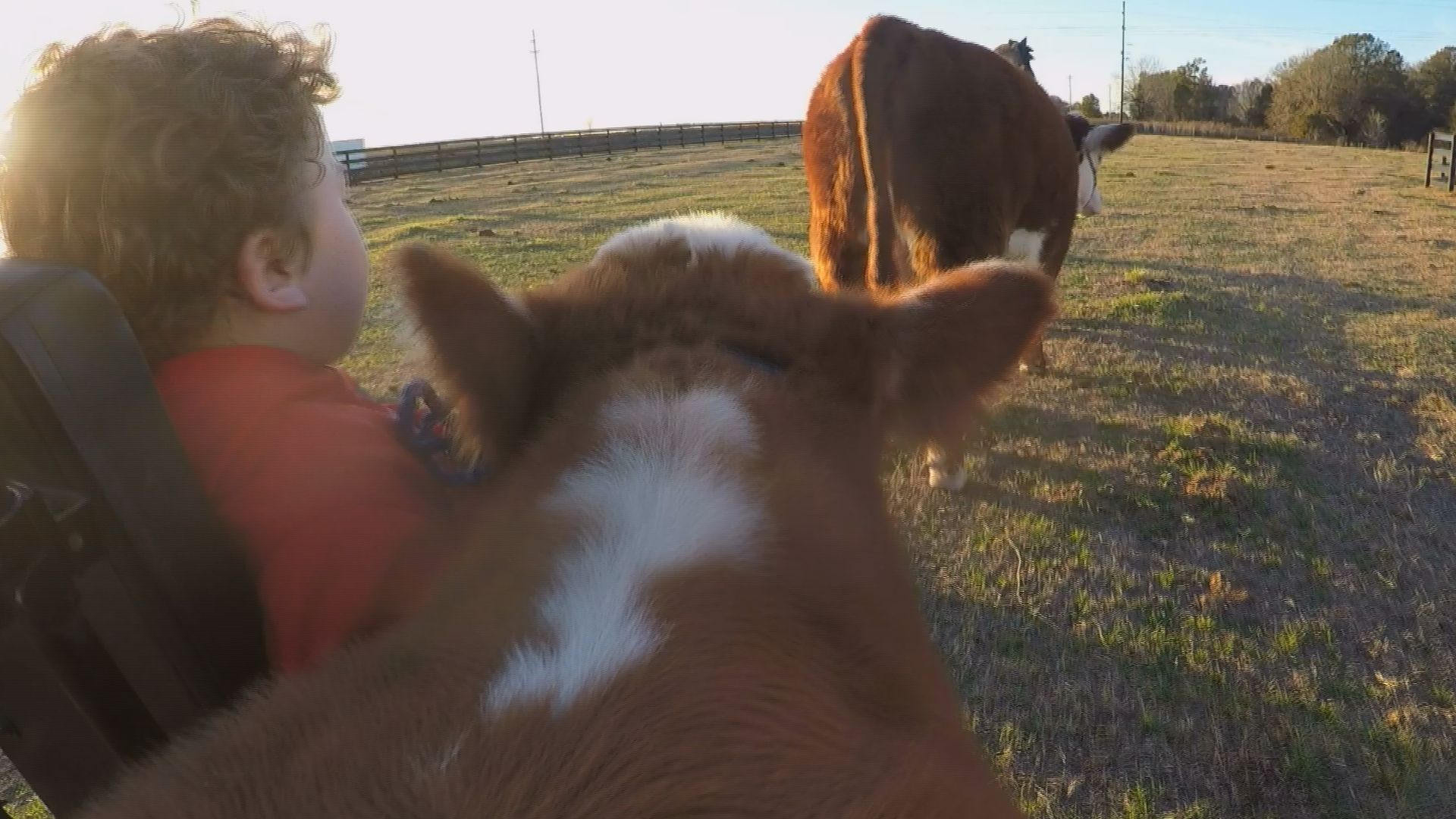 Everyday Olympians: Boy and his cow overcome disabilities to win blue ...